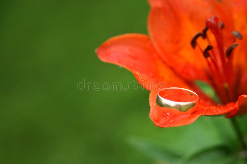 Wedding ring on flower stock photo. Image of flower, poppy - 47857446