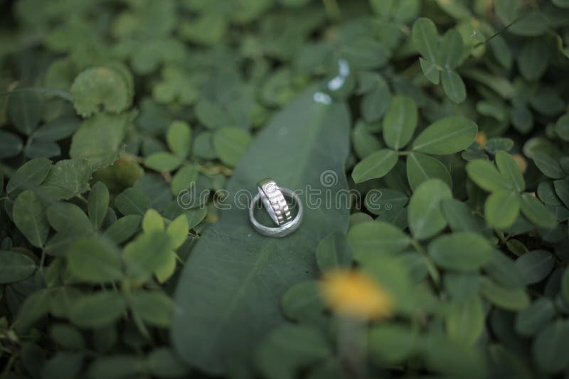 Wedding Ring with a Green Background Stock Photo - Image of beauty ...