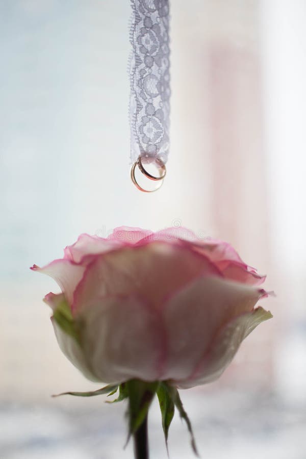 A Wedding Ring Hanging on a Rope Over a Rose. Stock Photo - Image of ...