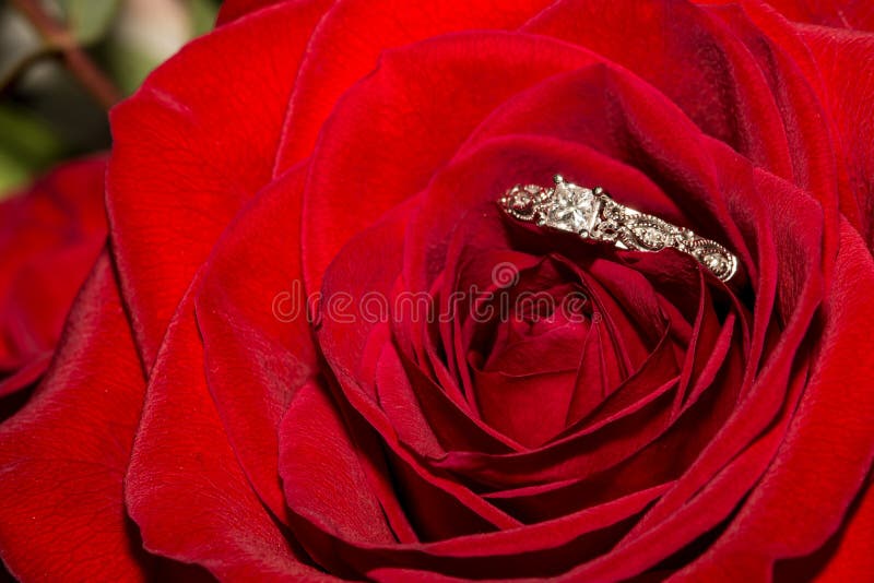 Wedding Ring and Red Roses stock image. Image of culture - 57412515