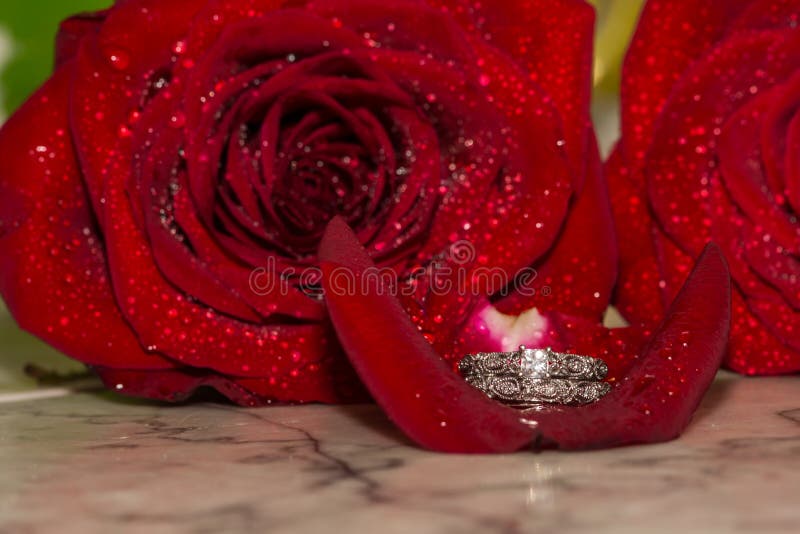 Wedding Ring and Red Roses stock image. Image of amazing - 57412627
