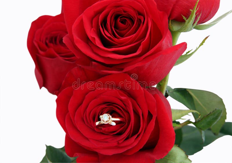 Wedding ring and roses stock photo. Image of love, jewel - 28683730