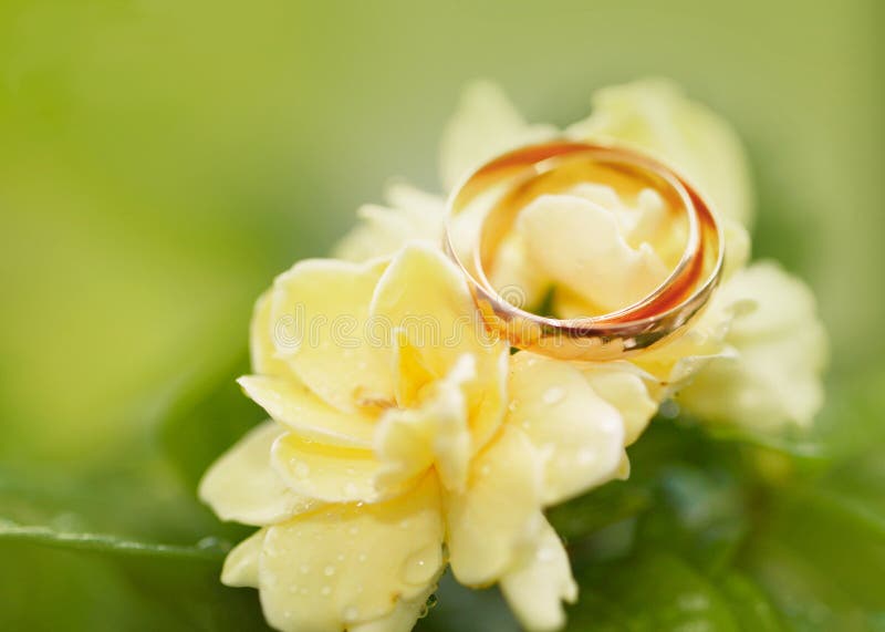 Wedding rings stock image. Image of ring, roadmap, searching - 35226443