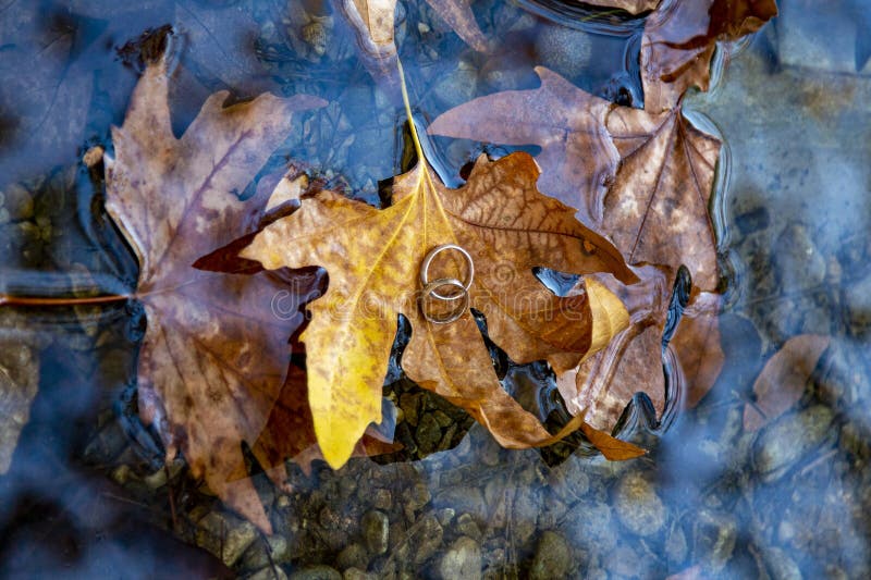 Wedding Rings on the Autumn Maple Leaf in the Water. Wedding Rings in ...