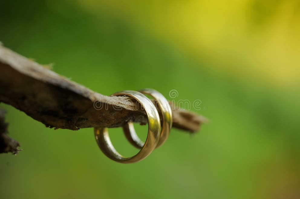 Wedding rings on a branch stock photo. Image of gold - 22988972
