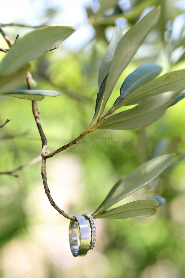 Wedding rings on a branch stock image. Image of happiness - 48680847