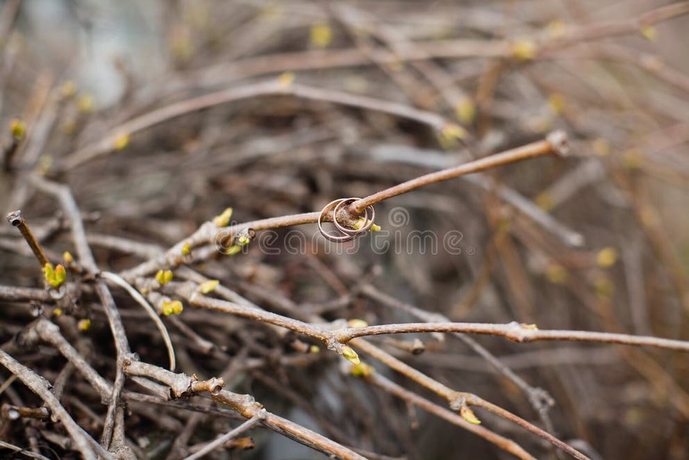 Wedding Rings on the Branches Stock Photo - Image of decor, ceremony ...