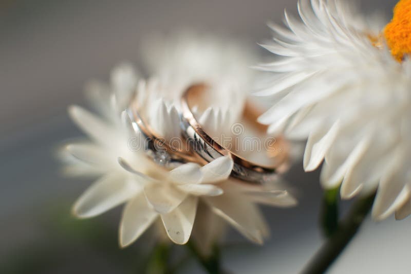 Wedding Wedding Rings, Close-up Stock Photo - Image of marriage ...