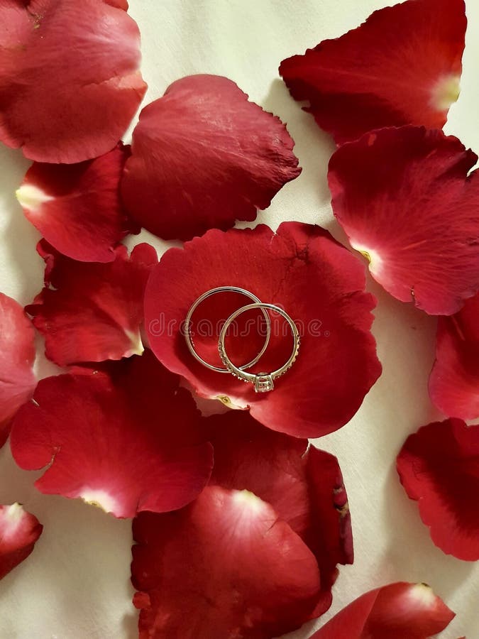 Wedding rings stock image. Image of rose, petals, wedding - 219162121