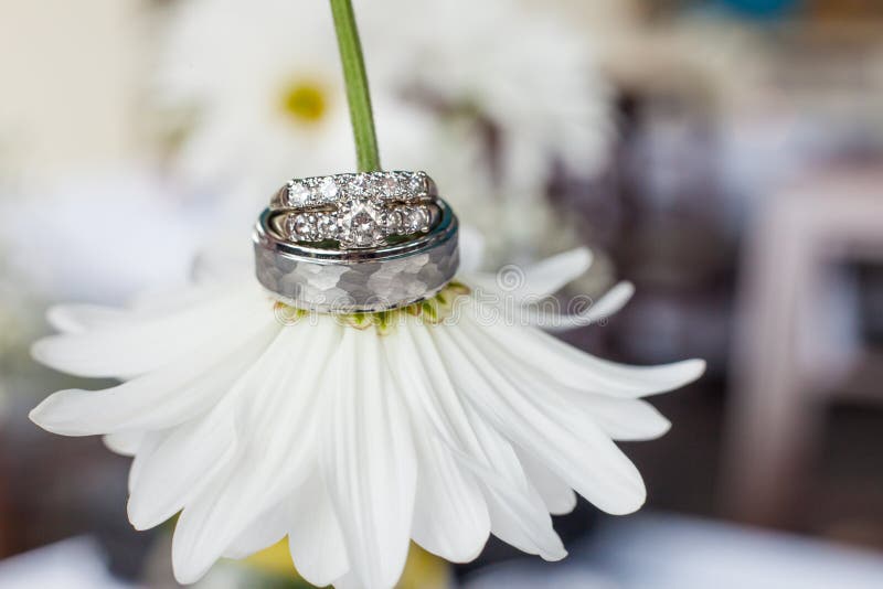 Wedding Rings on a Daisy Flower Stock Photo - Image of ceremony ...