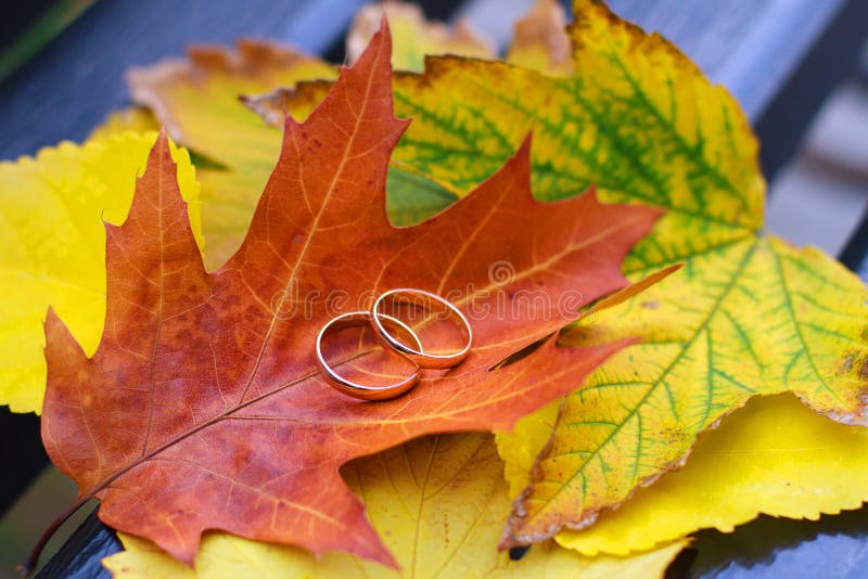 Wedding Rings on Fall Leaves Stock Photo - Image of rings, bride: 13279072