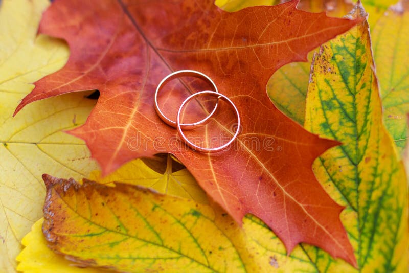 Wedding rings fall stock image. Image of splash, brown - 81730977