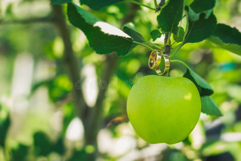 Wedding Rings on the Green Apple Stock Image - Image of colored, food ...