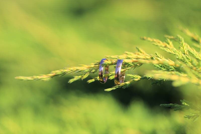 Gold Ring with a Diamond in a Jewelry Store Stock Photo - Image of ...