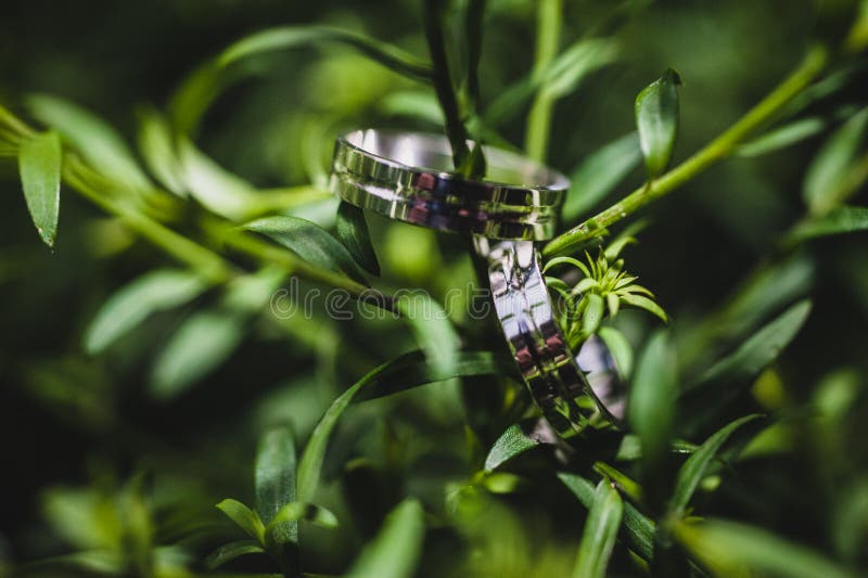 Wedding Rings Hanging on a Green Tree Stock Photo - Image of gold ...