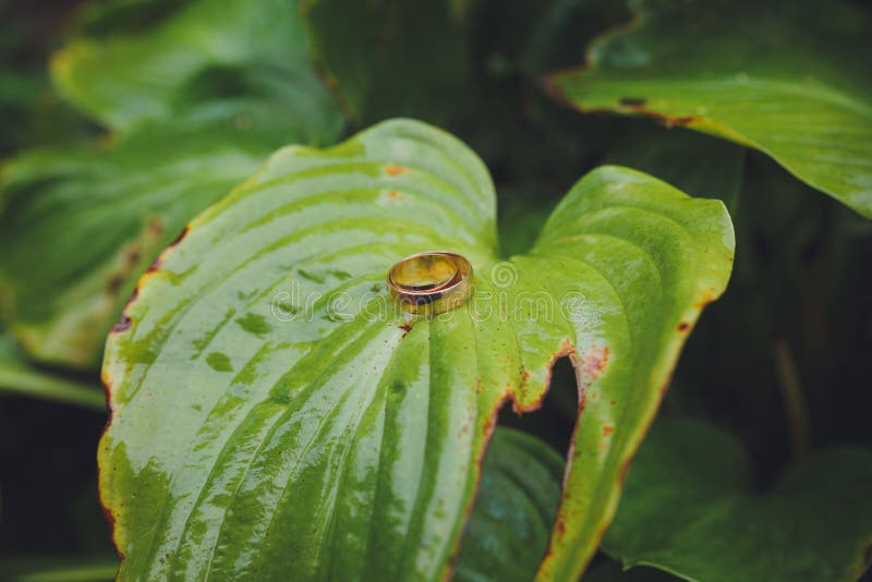 Wedding Rings stock photo. Image of shiny, beauty, pair - 39540294