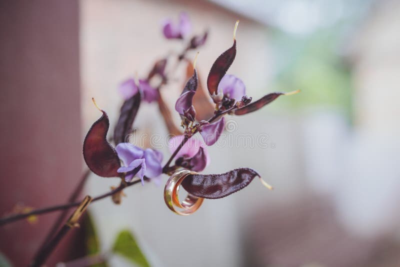 Wedding Rings stock image. Image of engagement, love - 39540295