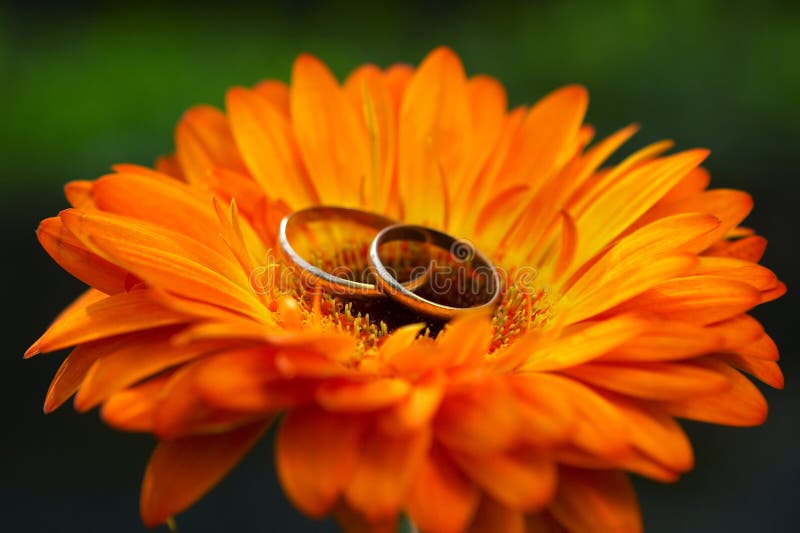Wedding Rings Inside Orange Flower Stock Photo - Image of romantic ...