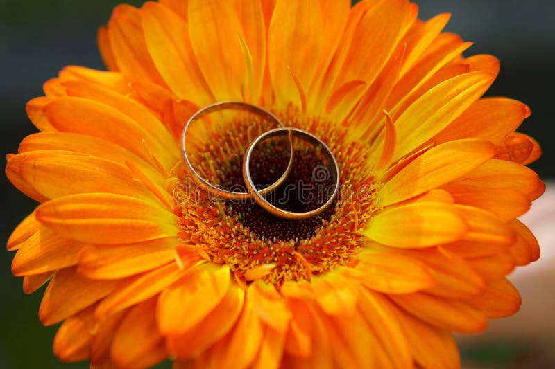 Inside orange stock photo. Image of fruits, south, southern - 44151302