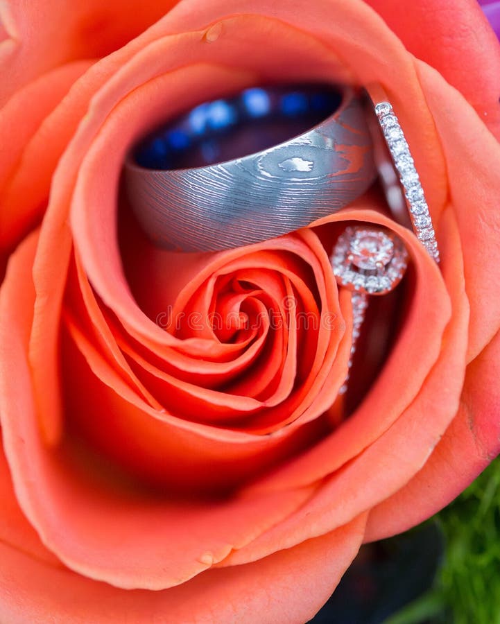 Wedding Rings Inside an Orange Rose Stock Image - Image of marriage ...