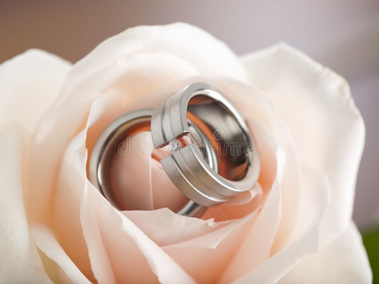 Wedding Rings Inside a Rose Blossom Stock Image - Image of wedding ...
