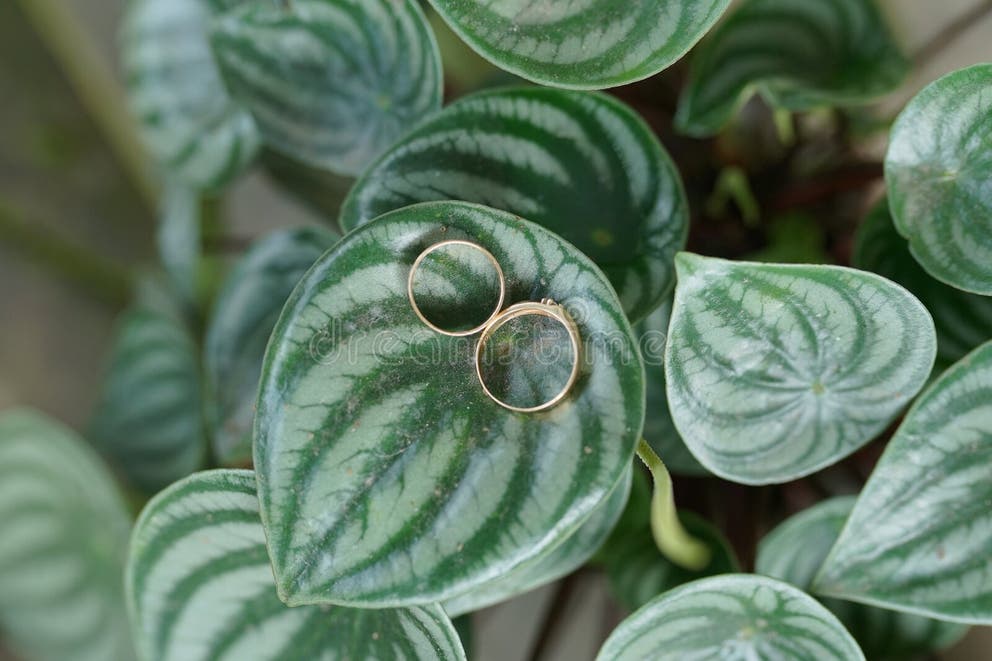 Wedding rings on leaves stock photo. Image of engagement - 351861610