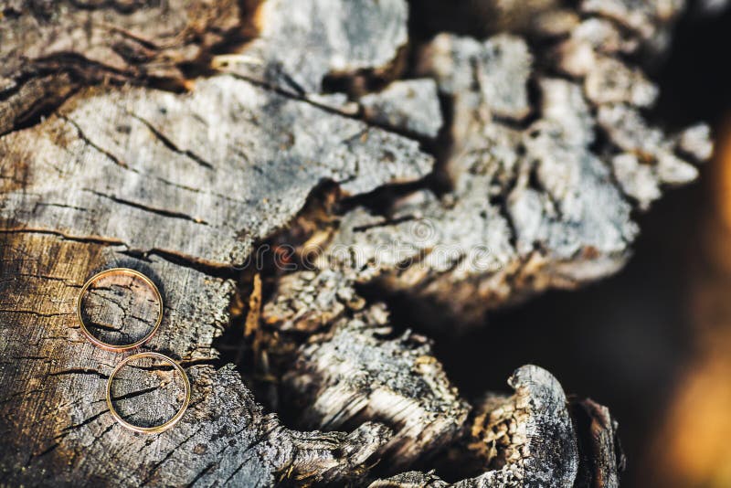 An Old Textured Stump from a Large Tree, Inside and Around the Fallen ...