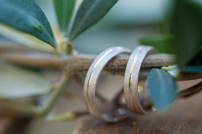 Wedding Rings on the Olive Tree Branch Stock Image - Image of leaf ...