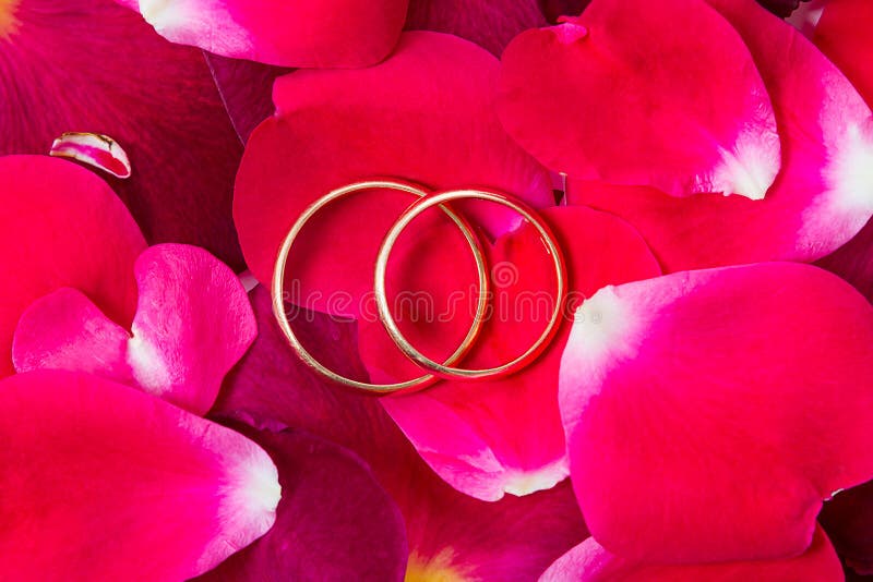 Wedding Rings on the Petals of Red Roses Stock Photo - Image of gold ...