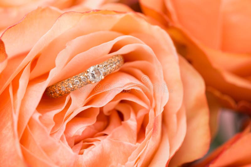 Wedding Rings with Pink Rose Stock Image - Image of lovely, beauty ...