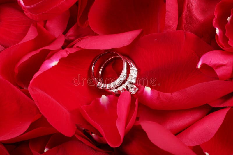 Wedding Rings in Red Rose Petals Stock Photo - Image of rose, roses ...