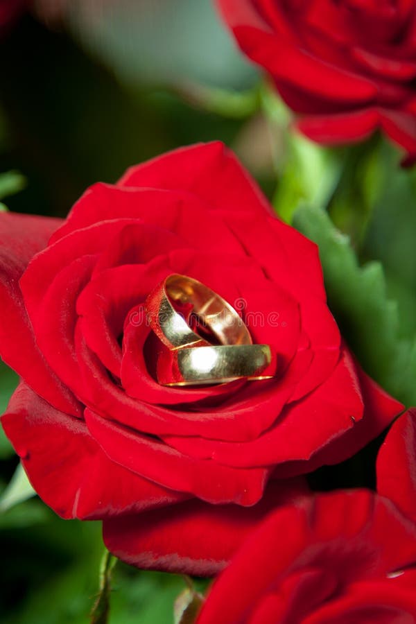 Wedding Rings on Red Roses Bouquet Stock Photo - Image of celebration ...