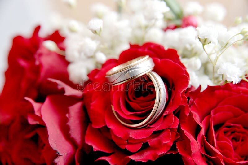 Wedding rings in red roses stock photo. Image of beautiful - 55312768