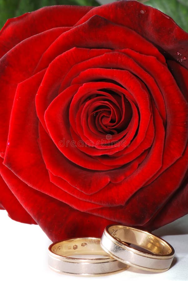 Wedding rings and a rose stock photo. Image of commitment - 7428532