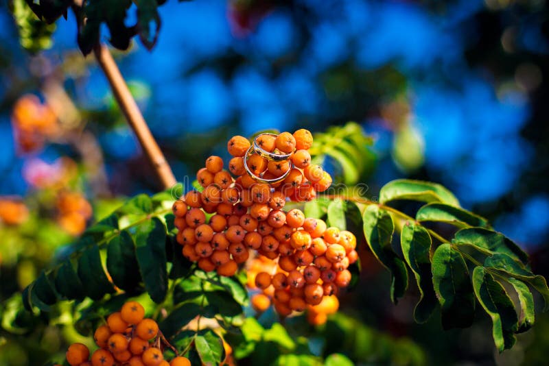 Wedding Rings on Rowanberry Stock Image - Image of beauty, jewelry ...