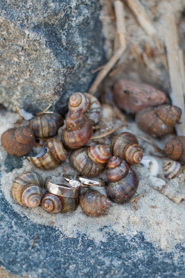 Wedding Rings on Sea Wedding Stock Image - Image of passionate, bride ...