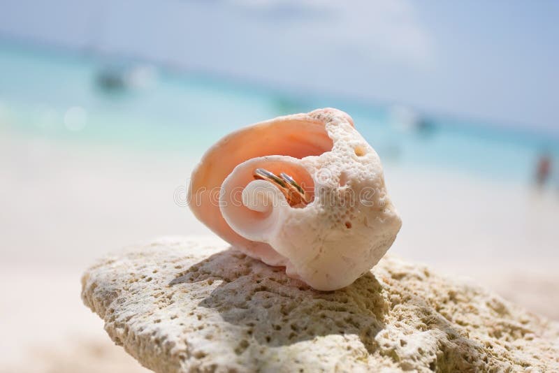 Wedding rings in a shell stock image. Image of shell - 68641549