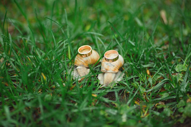 Wedding rings on snails stock image. Image of table, concept - 75838527