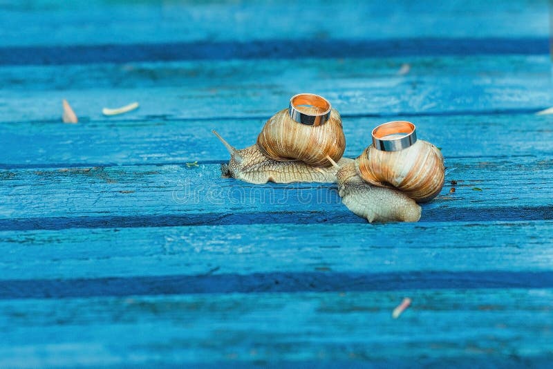 Wedding rings on snails stock image. Image of rough, cute - 90145157