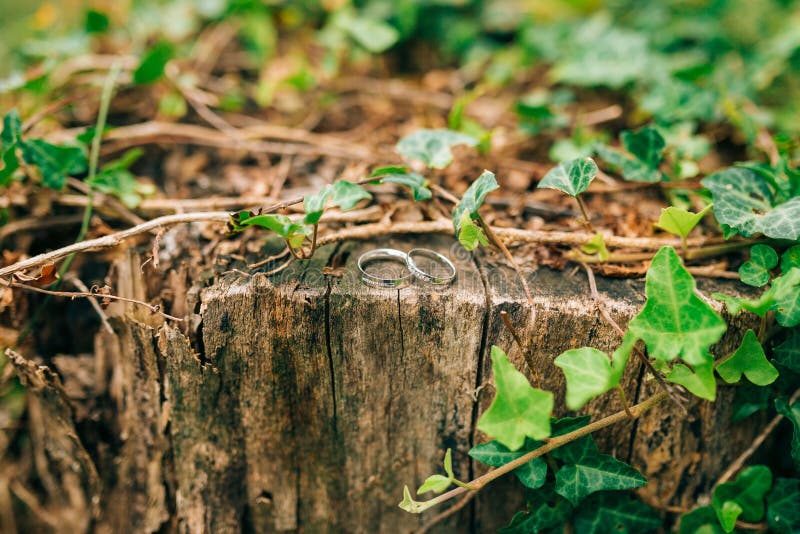 Wedding rings on the stump stock image. Image of bouquet - 90204171