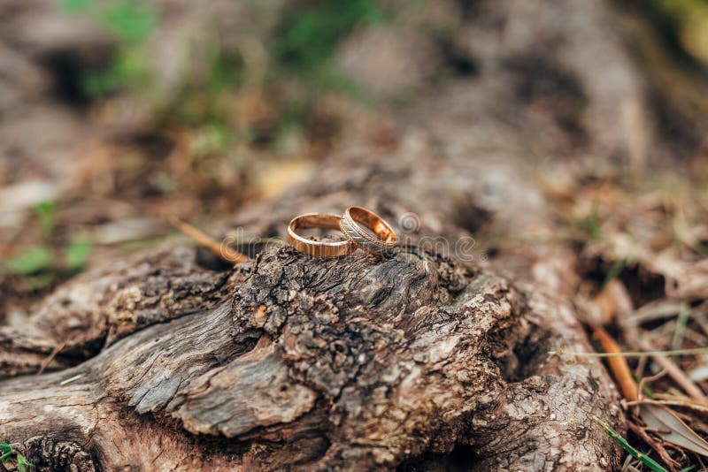 Wedding Rings on a Thread in the Olive Tree Stock Photo - Image of love ...