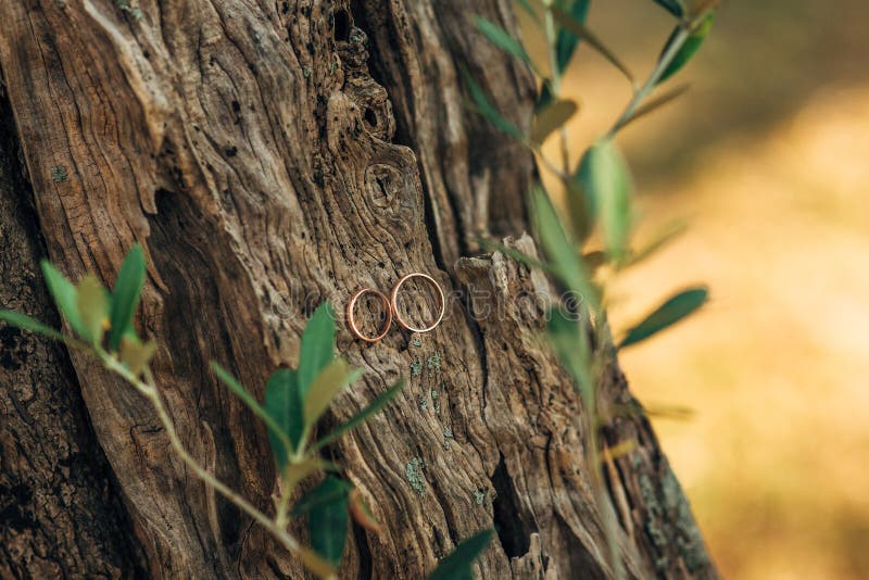 Wedding Rings on a Thread in the Olive Tree Stock Photo - Image of ...
