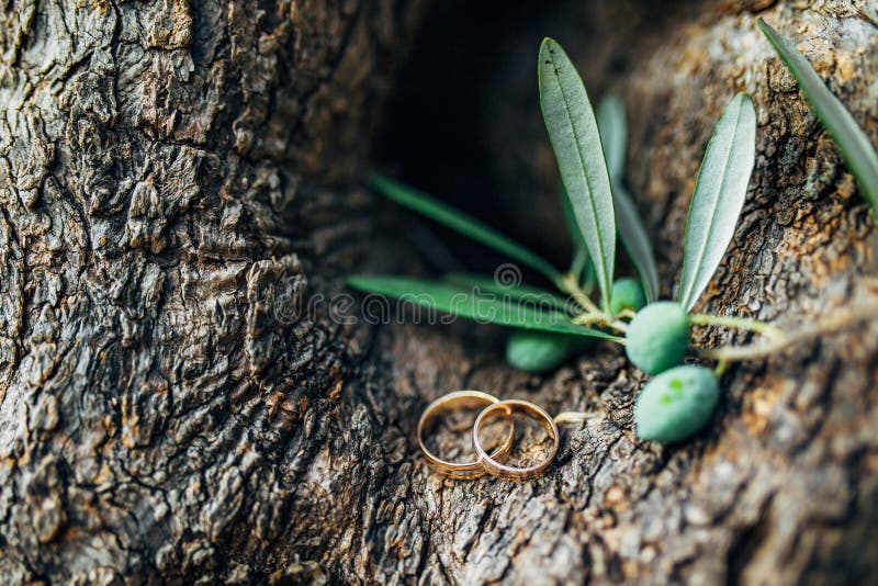 Wedding Rings on a Thread in the Olive Tree Stock Image - Image of ...