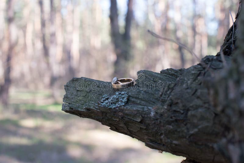 Wedding Rings on a Tree Bark. Stock Image - Image of marriage ...