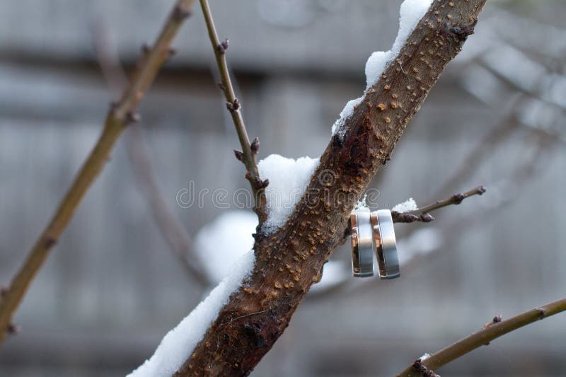 Wedding Rings on Tree Branch Stock Photo - Image of hangs, outdoors ...