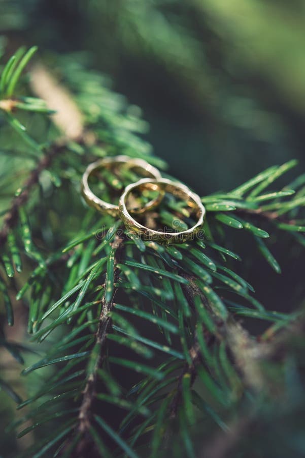 Wedding Rings on Tree Branch Stock Photo - Image of decoration, feast ...