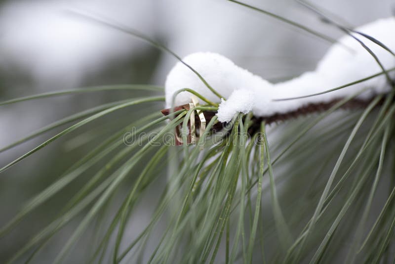 Wedding rings and tree stock image. Image of businessman - 53791033