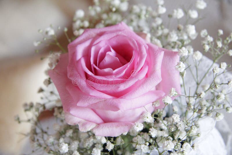 Wedding rose stock photo. Image of celebration, love - 46648446