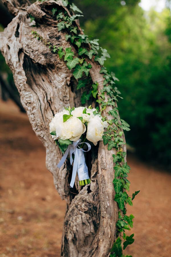 Wedding Roses and Peonies on Olive Tree Bark. Wedding in Montene Stock ...