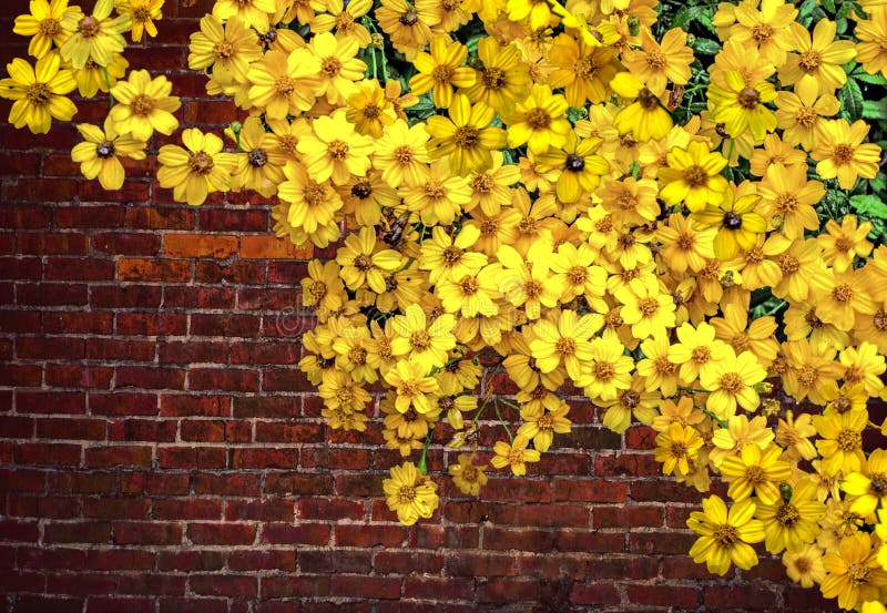 Wedelia stockbild. Bild von schönheit, blüte, garten - 48927465